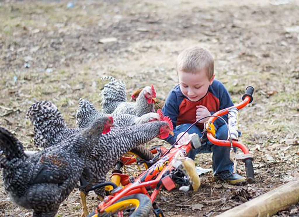 Age Appropriate Chores for Children with Chickens - Backyard Poultry